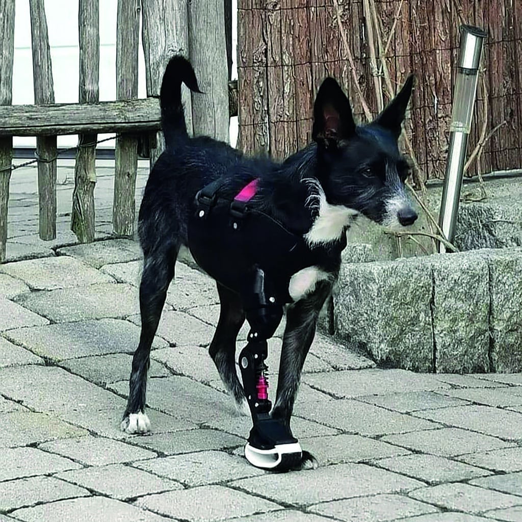 Augsburger Startup erfolgreich mit Prothesen für Hunde - Augsburg Journal